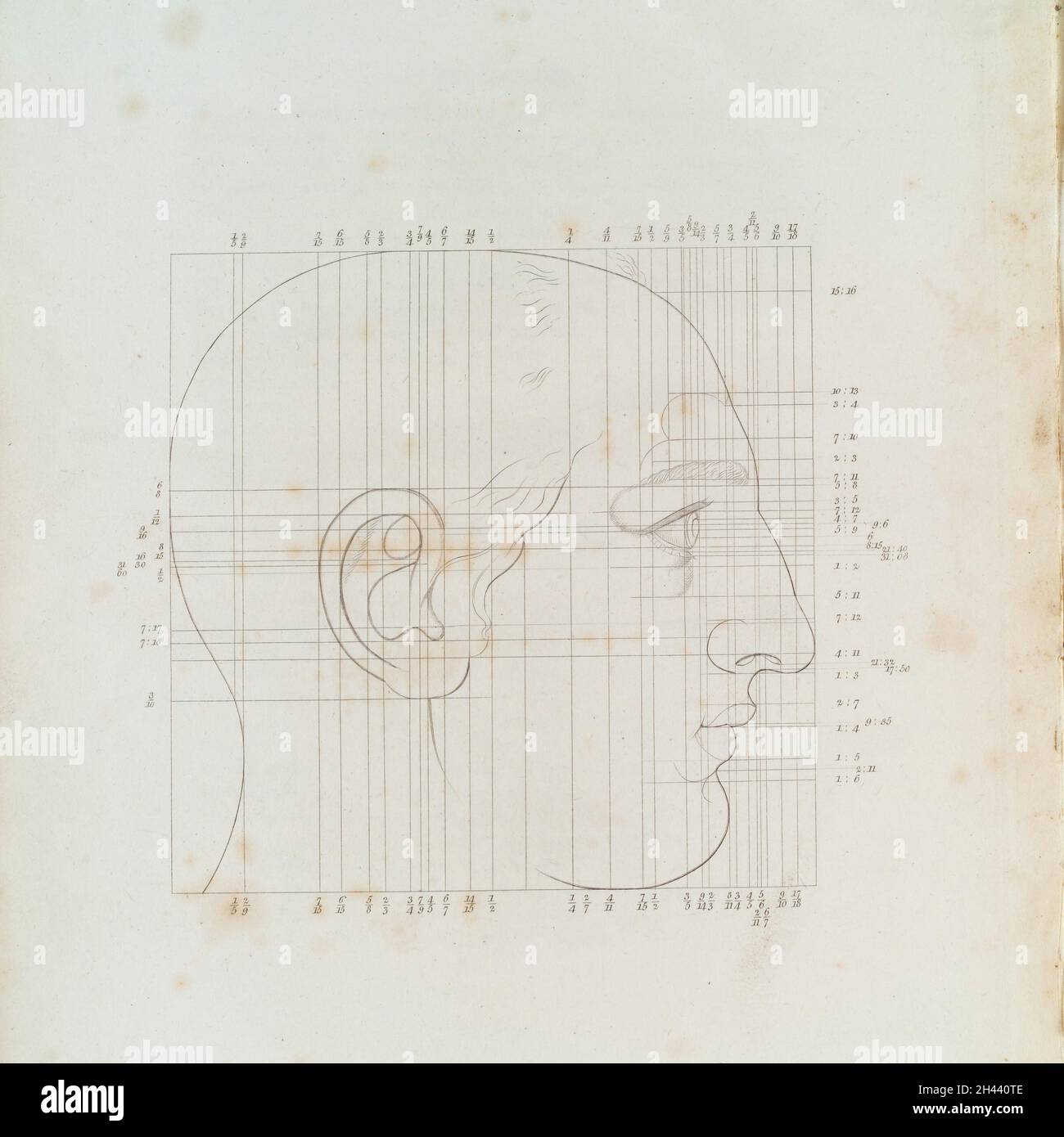 Drawing of a head showing the Harmonic scale in drawing Stock Photo - Alamy