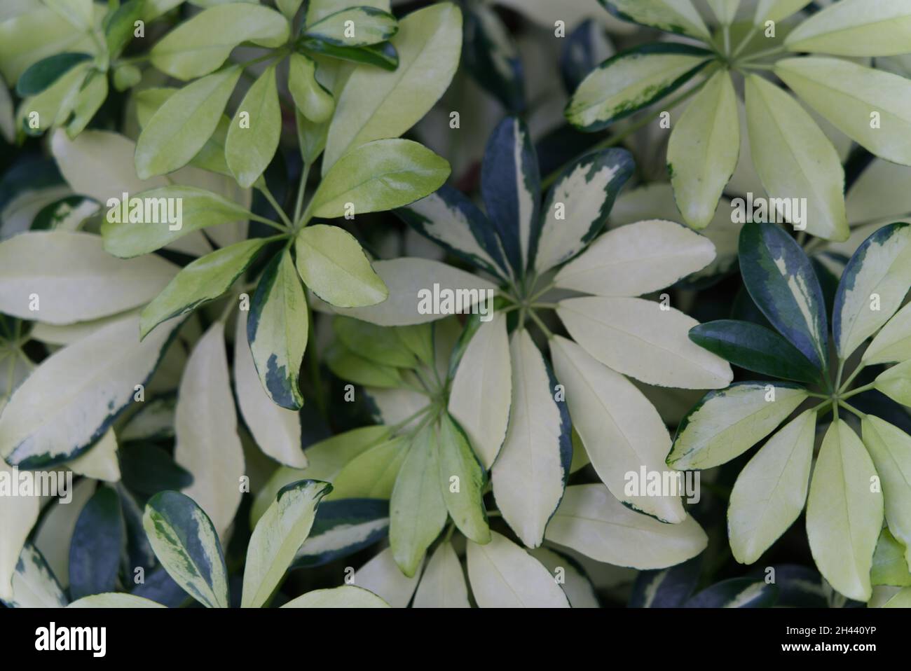 Schefflera arboricola umbrella tree hi-res stock photography and images ...