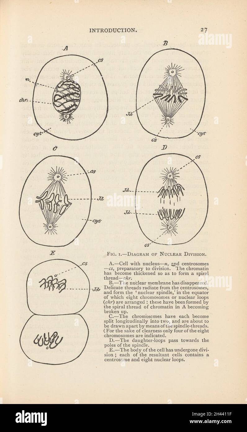 Diagram of nuclear division, Fig 1 in Introduction of The Germ-Plasm: A ... Diagram of nuclear division, Fig 1 in Introduction of The Germ-Plasm: A ...