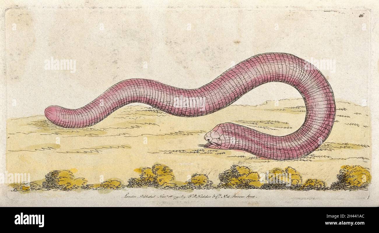 A snake. Coloured etching, ca. 1791 Stock Photo - Alamy