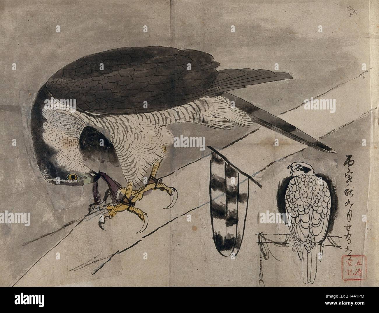 Tearing flesh hi-res stock photography and images - Alamy