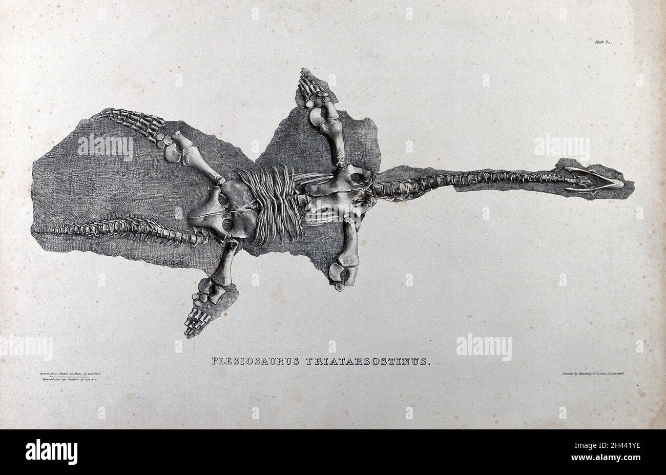 Plesiosaurus hi-res stock photography and images - Alamy