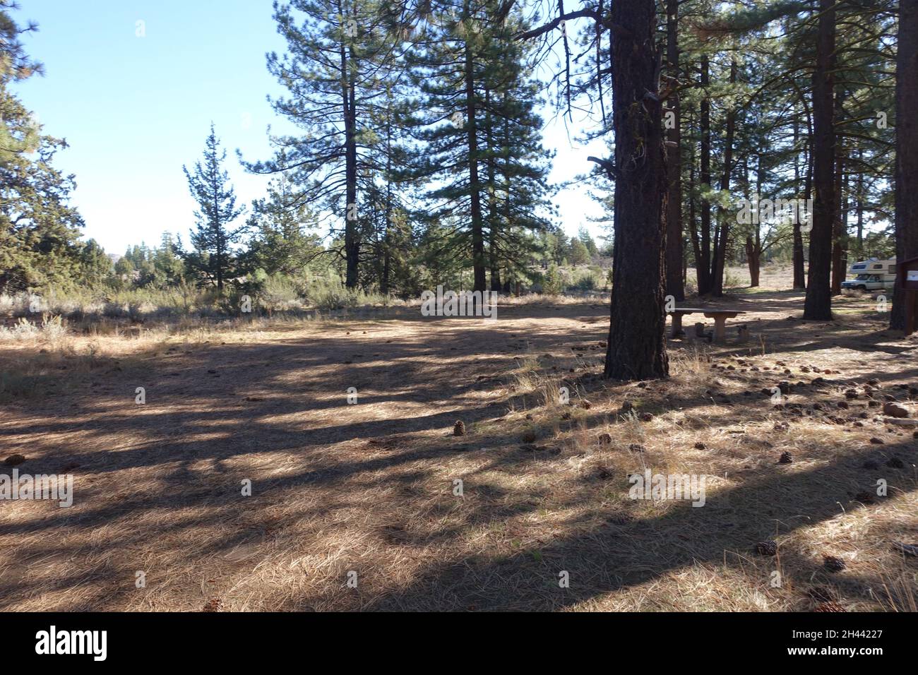 National forest of Northern Arizona Stock Photo - Alamy