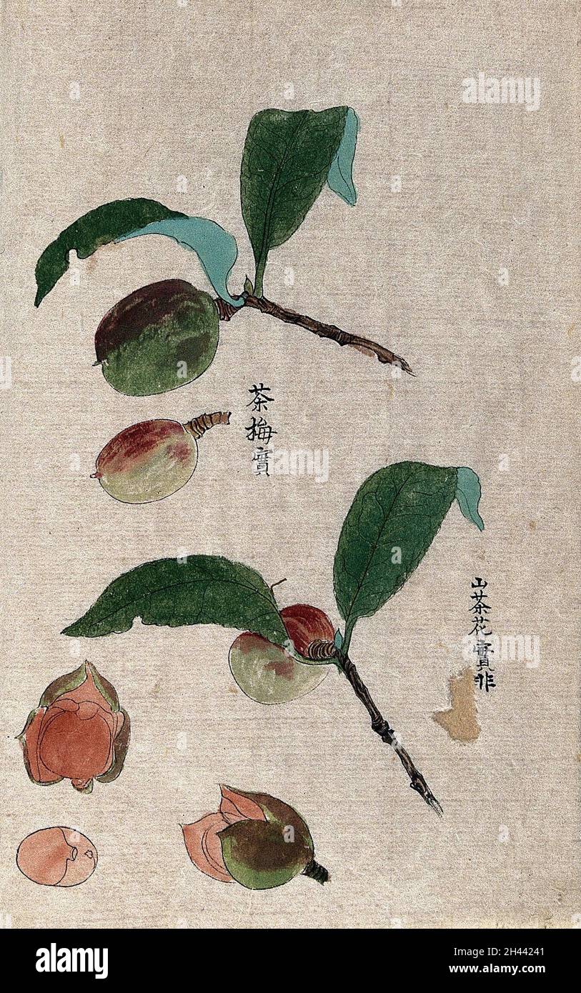 A plant, possibly a Prunus species: two fruiting stems and a dissected ...