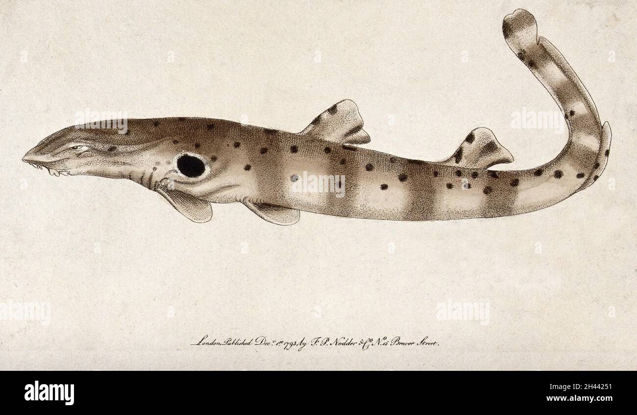 A fish. Coloured etching Stock Photo - Alamy