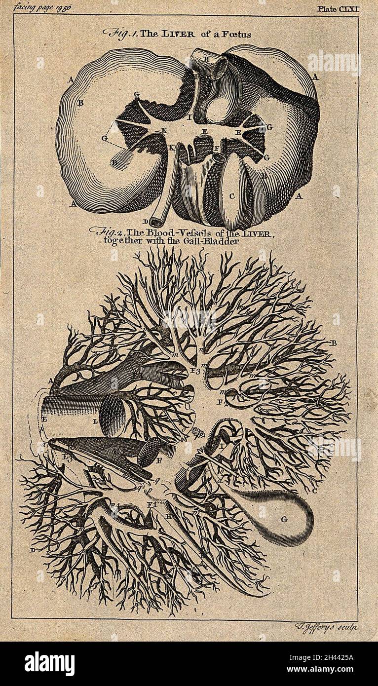 The liver of a foetus: two figures, showing a dissected liver, its ...