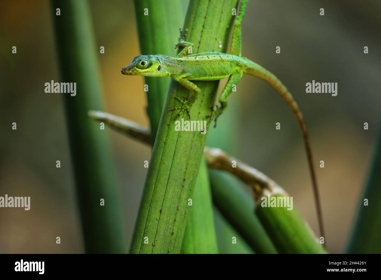 Grenada tree anole (Anolis richardii) sitting on a plant, Grenada Stock ...