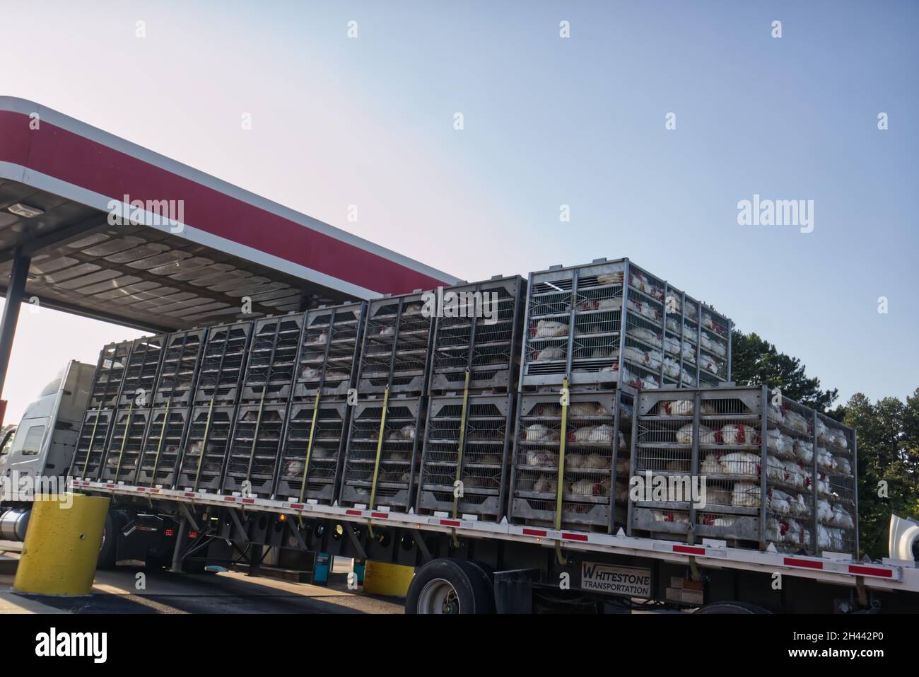 Cage chicken truck hi-res stock photography and images - Alamy