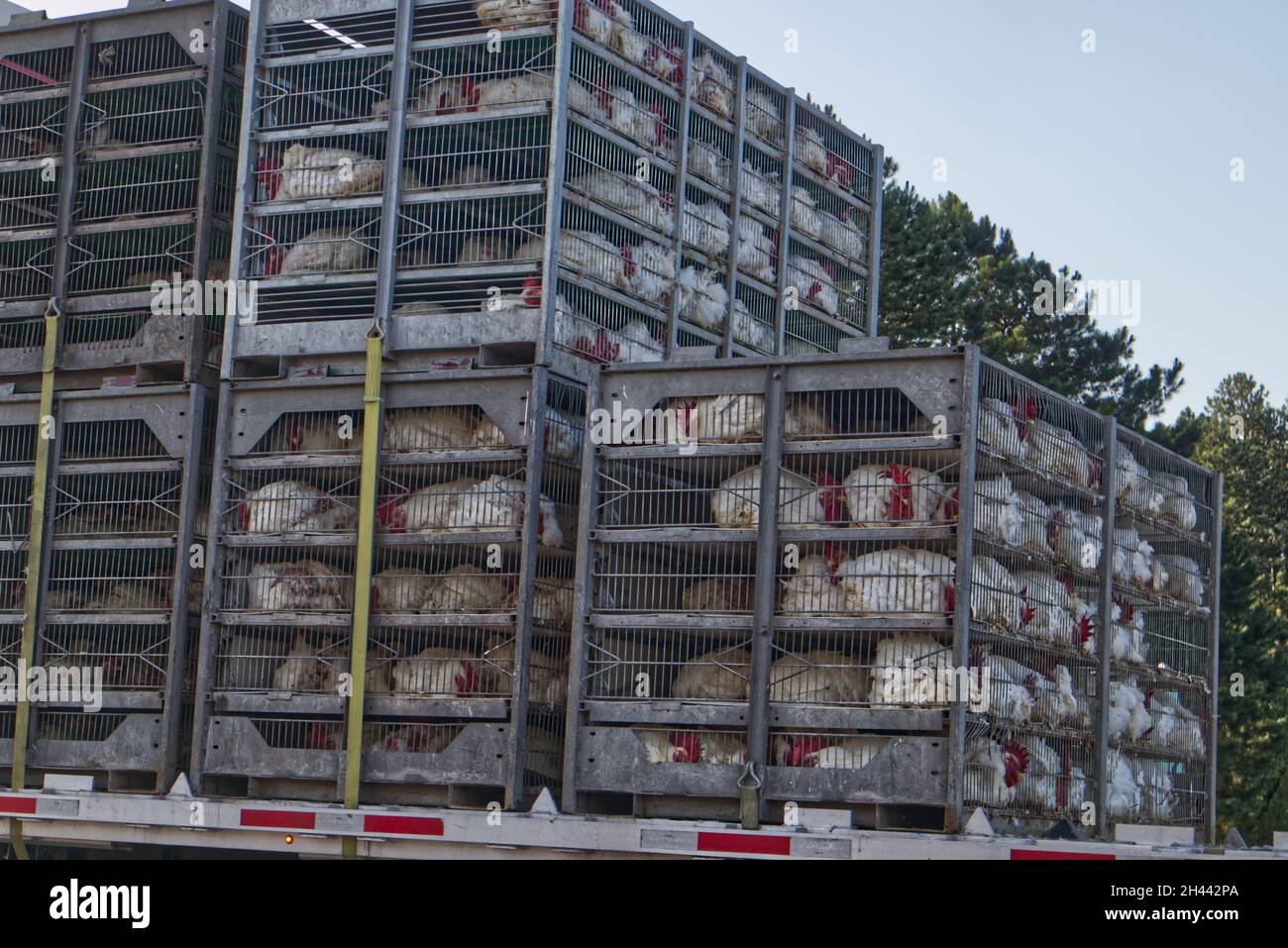 Transporting Live Chickens at Wayne Enochs blog