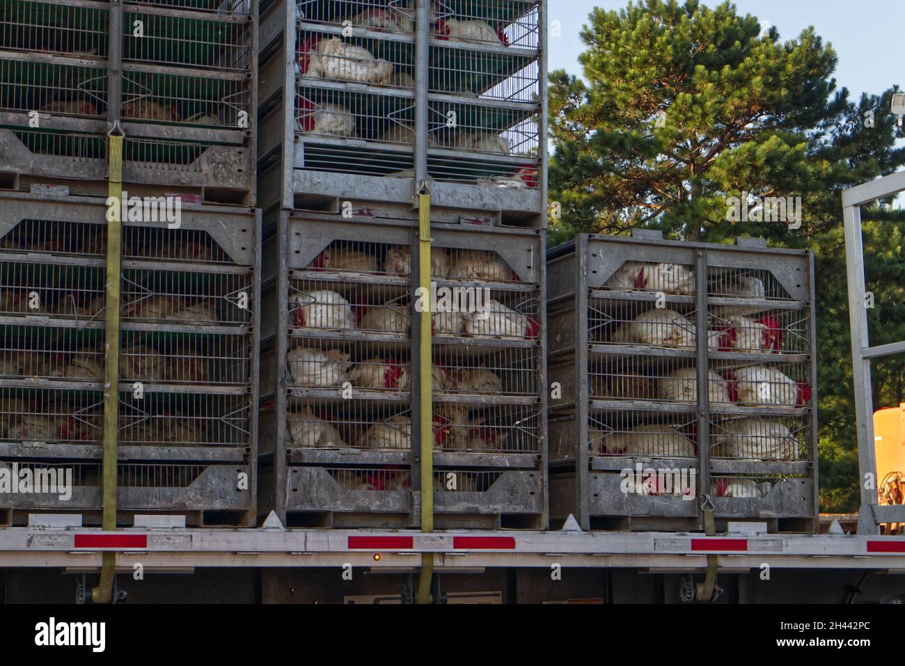 Truck transporting chickens hi-res stock photography and images - Alamy