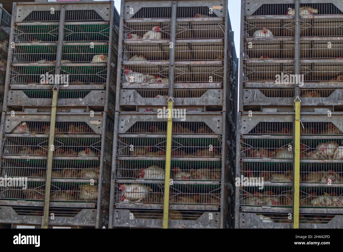 Augusta, Ga USA - 07 16 21: Live chickens in cages on a semi truck ...