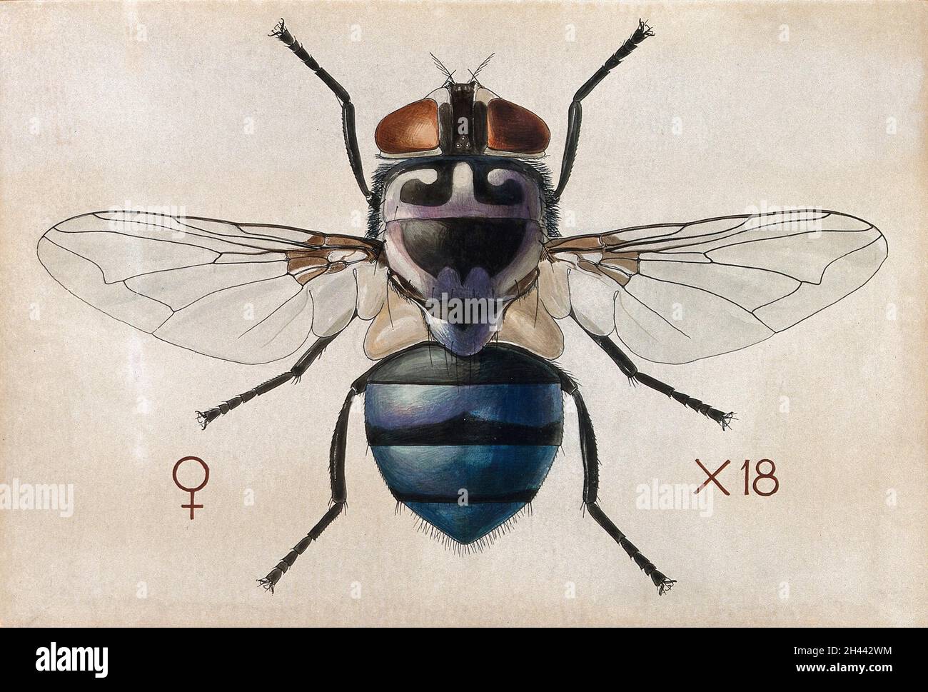 A blow fly (Chrysomya chloropyga). Coloured drawing by A.J.E. Terzi ...