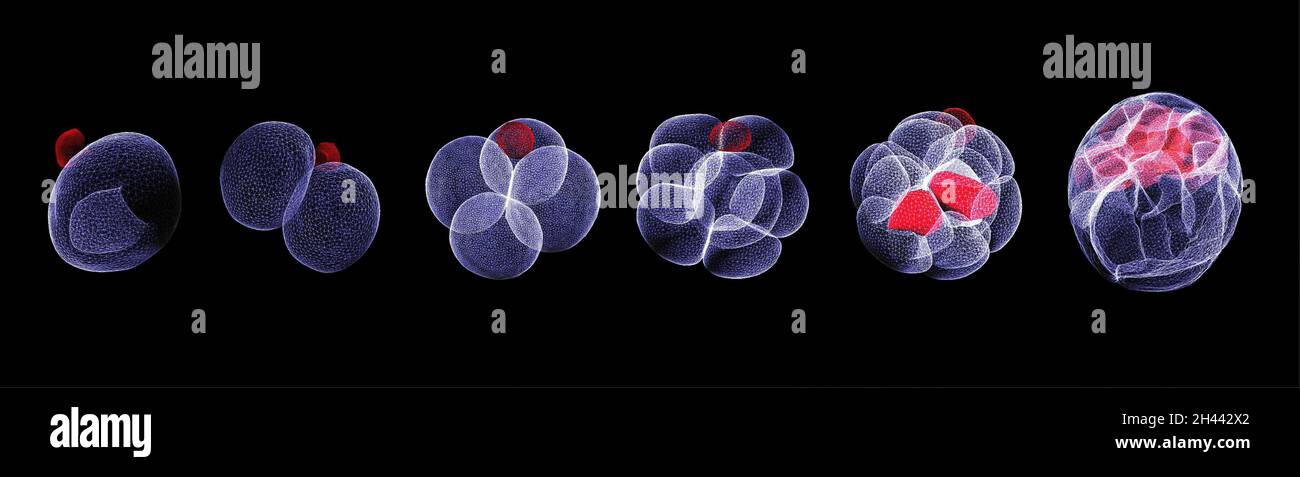 Developing mouse embryo days 1-4 Stock Photo - Alamy