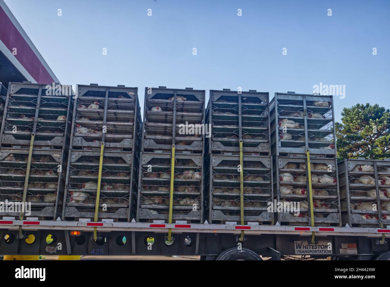 Truck transporting chickens hi-res stock photography and images - Alamy