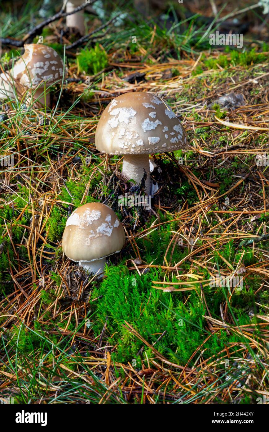 The Blusher is the common name for several closely related species of ...