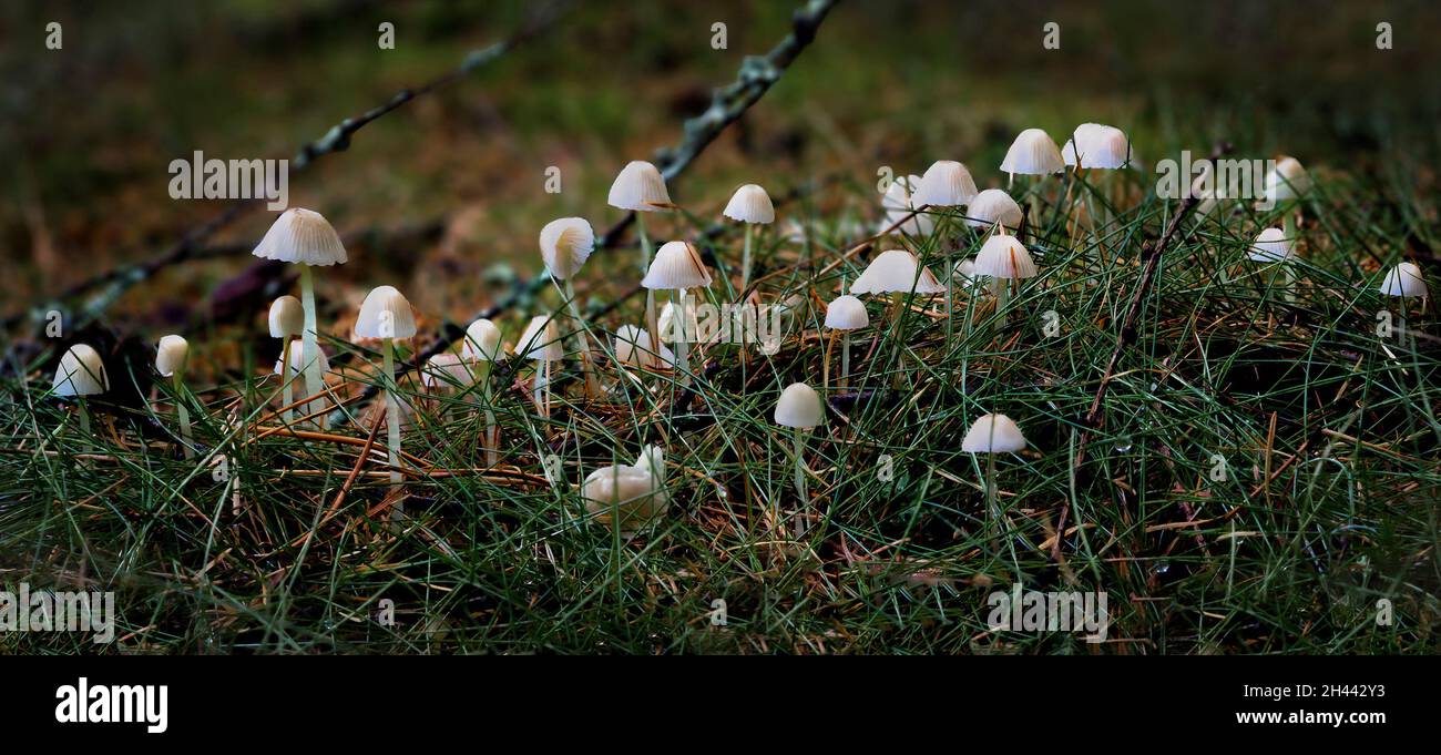 Late season bonnet hi-res stock photography and images - Alamy