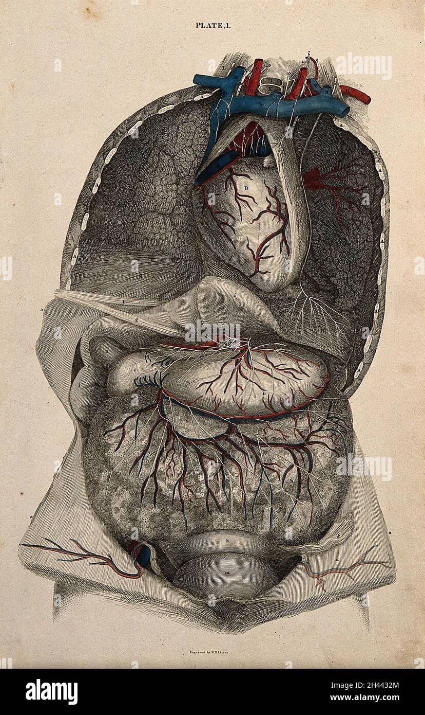 Thorax and abdomen: a dissection, with blood-vessels and nerves ...