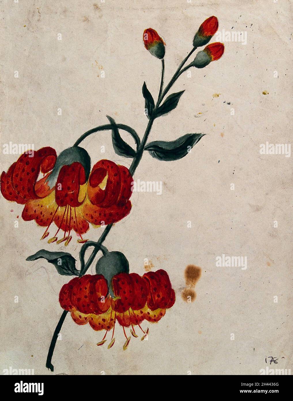 Tiger lily (Lilium lancifolium): flowering stem. Watercolour Stock ...