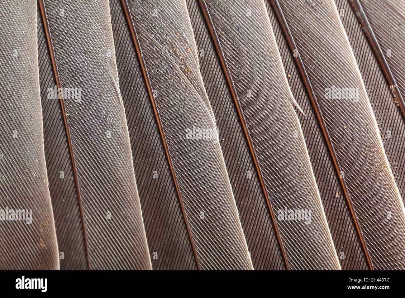 Feather pattern in high magnification closeup Stock Photo - Alamy
