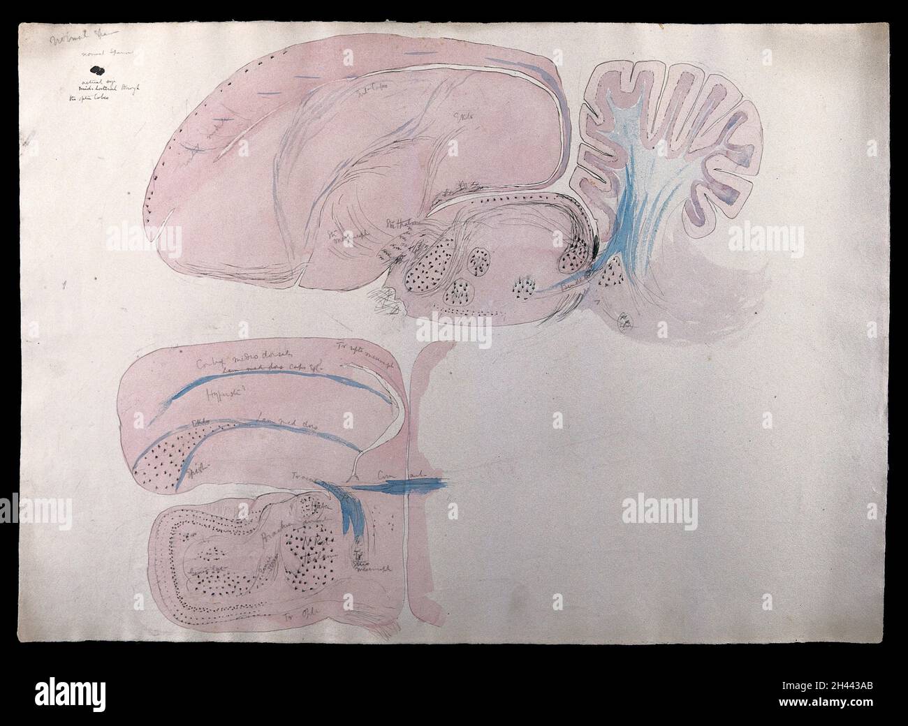 Brain of a sparrow: two figures showing dissections of the brain ...