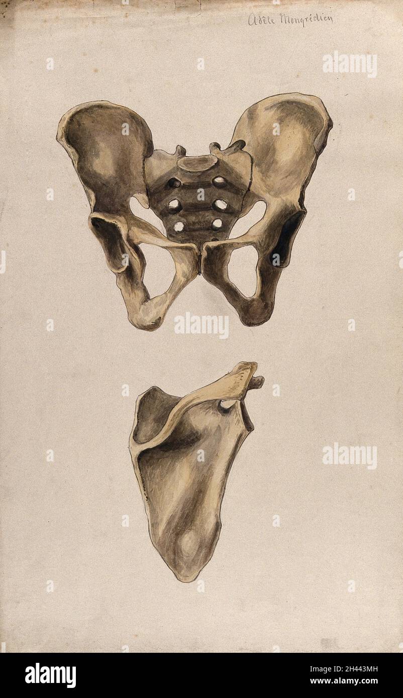 Bones of the pelvis and scapula: two figures. Watercolour by A ...