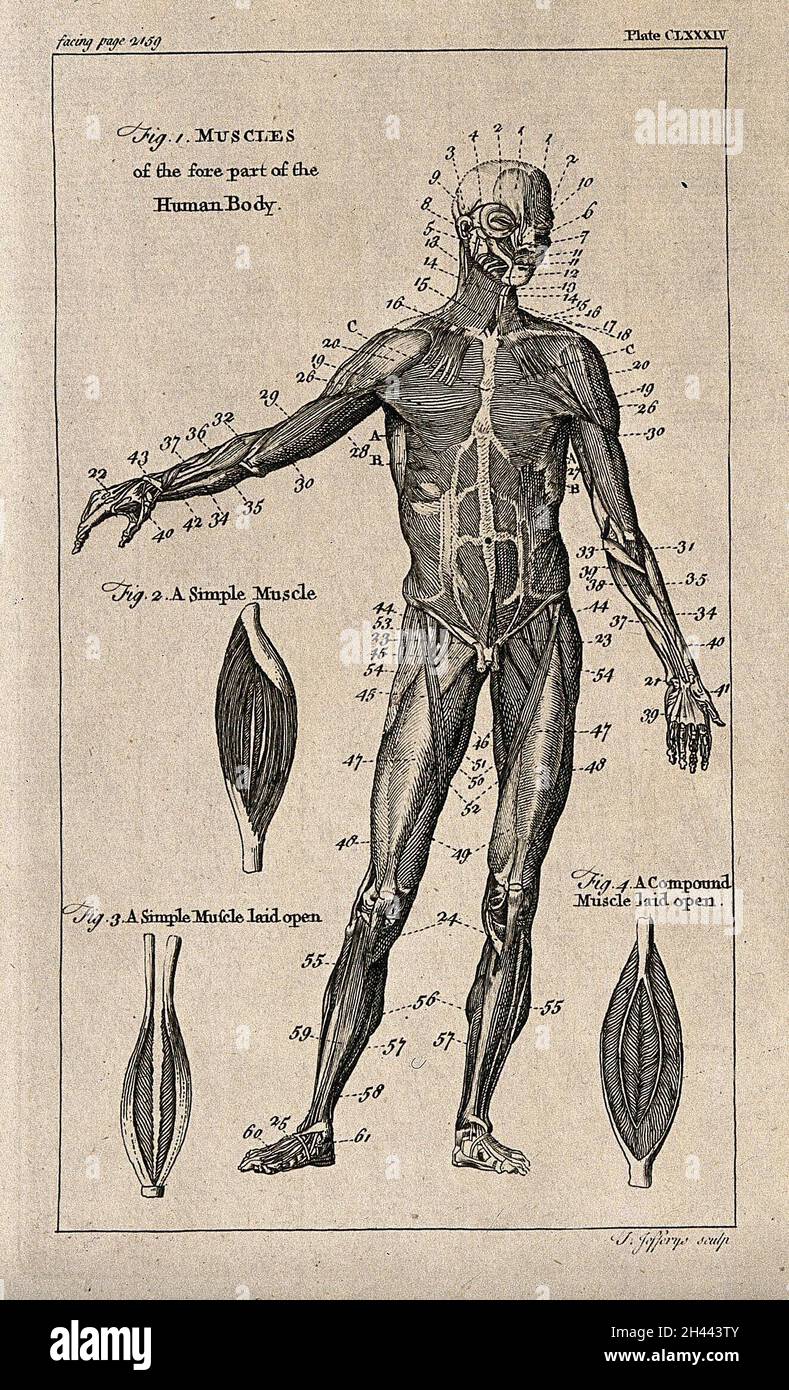 Ecorche figure hi-res stock photography and images - Alamy