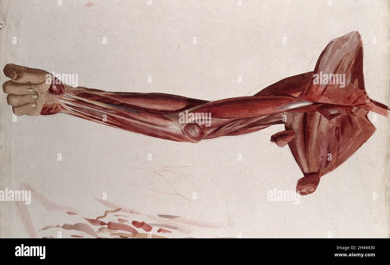 Dissection showing the muscles of the arm and shoulder, front view ...