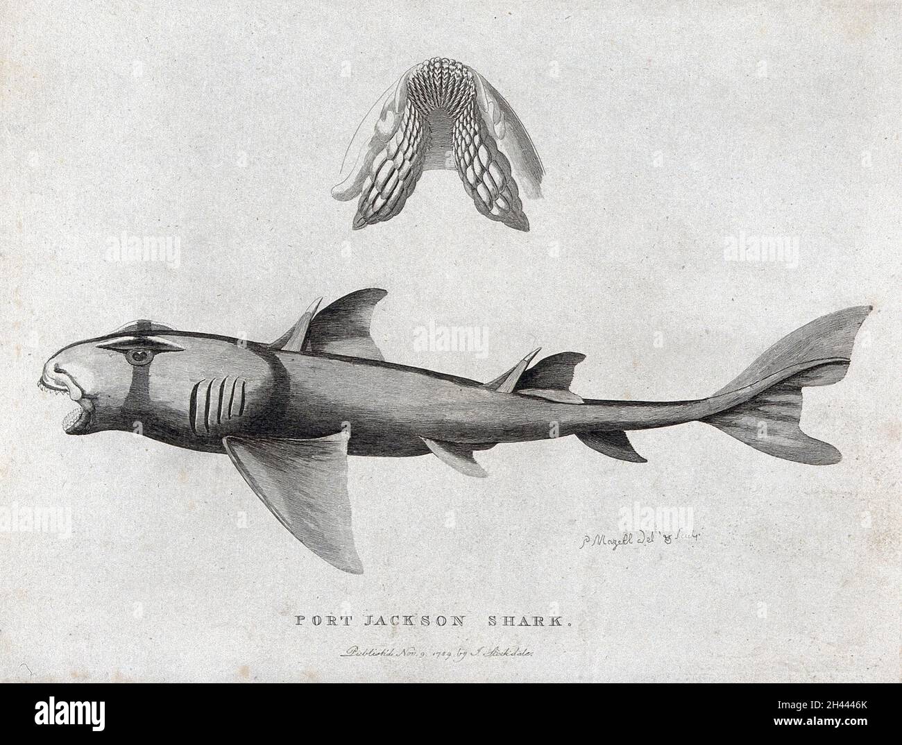 Port jackson shark hi-res stock photography and images - Alamy