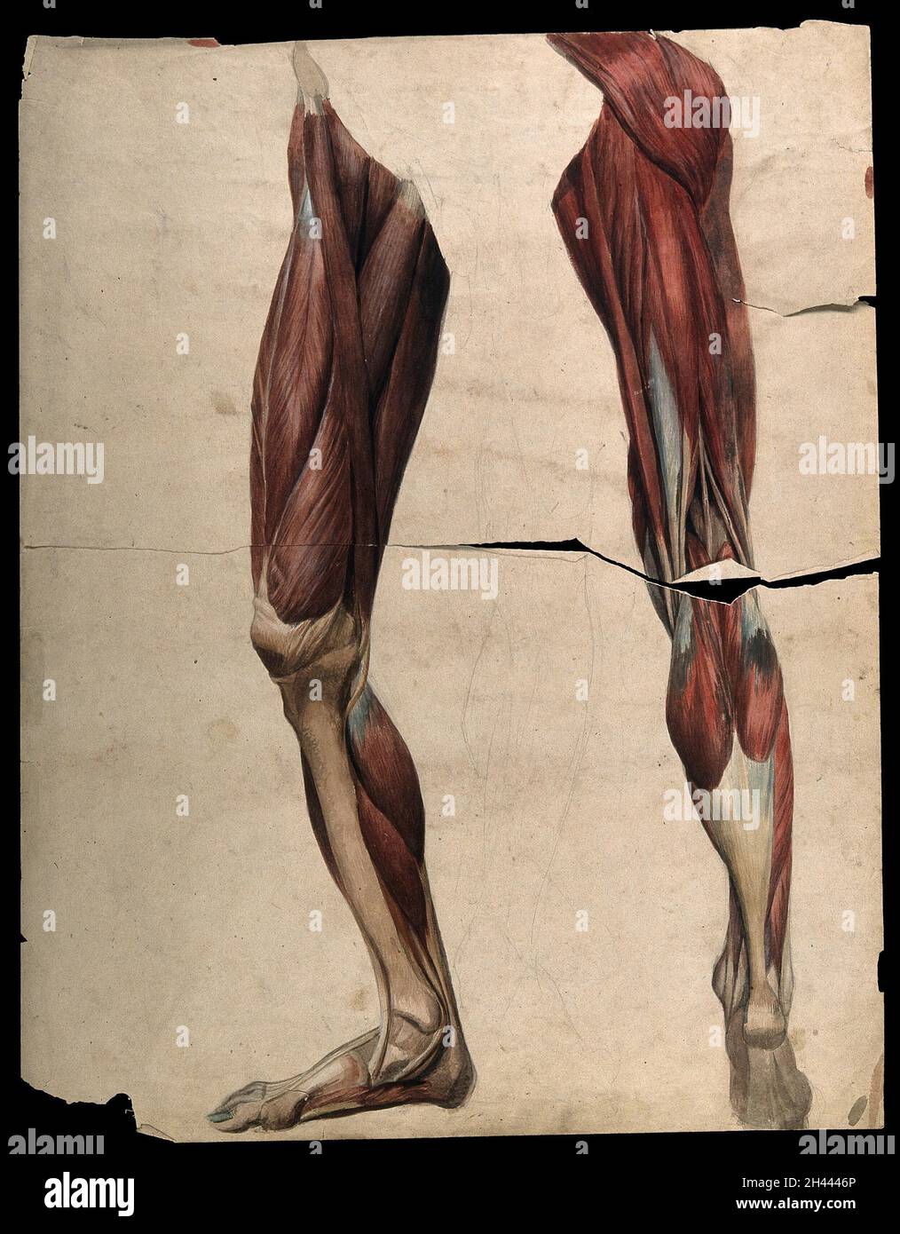 Muscles and tendons of the legs and feet, front and back views: two ...