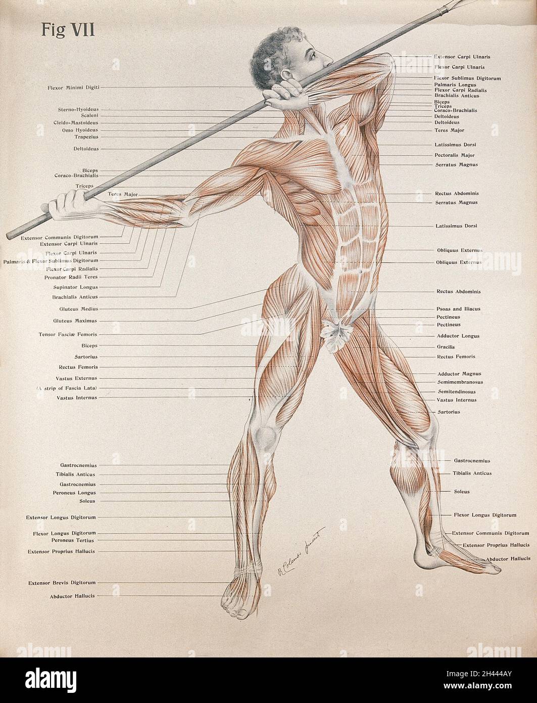 Artistic poses, plate VII: a man écorché aiming a spear. Lithograph by ...