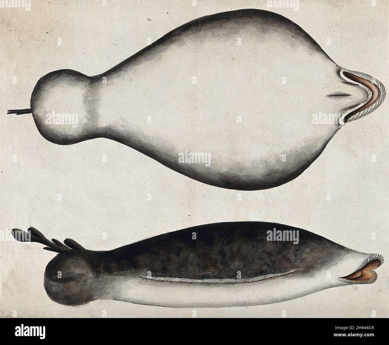 The belly and side of a large, flat whale coloured black with a white ...