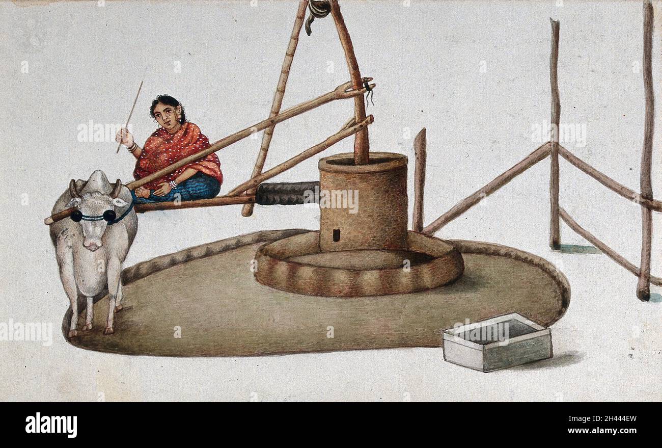 Delhi: a woman making a cow work the oil mill. Watercolour by an Indian ...