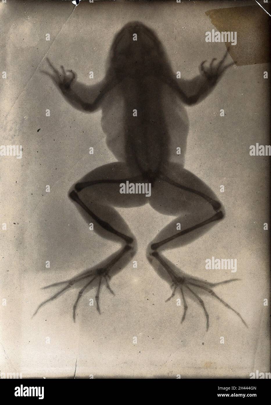 The bones of a frog, viewed through x-ray; revealing a healing fracture ...