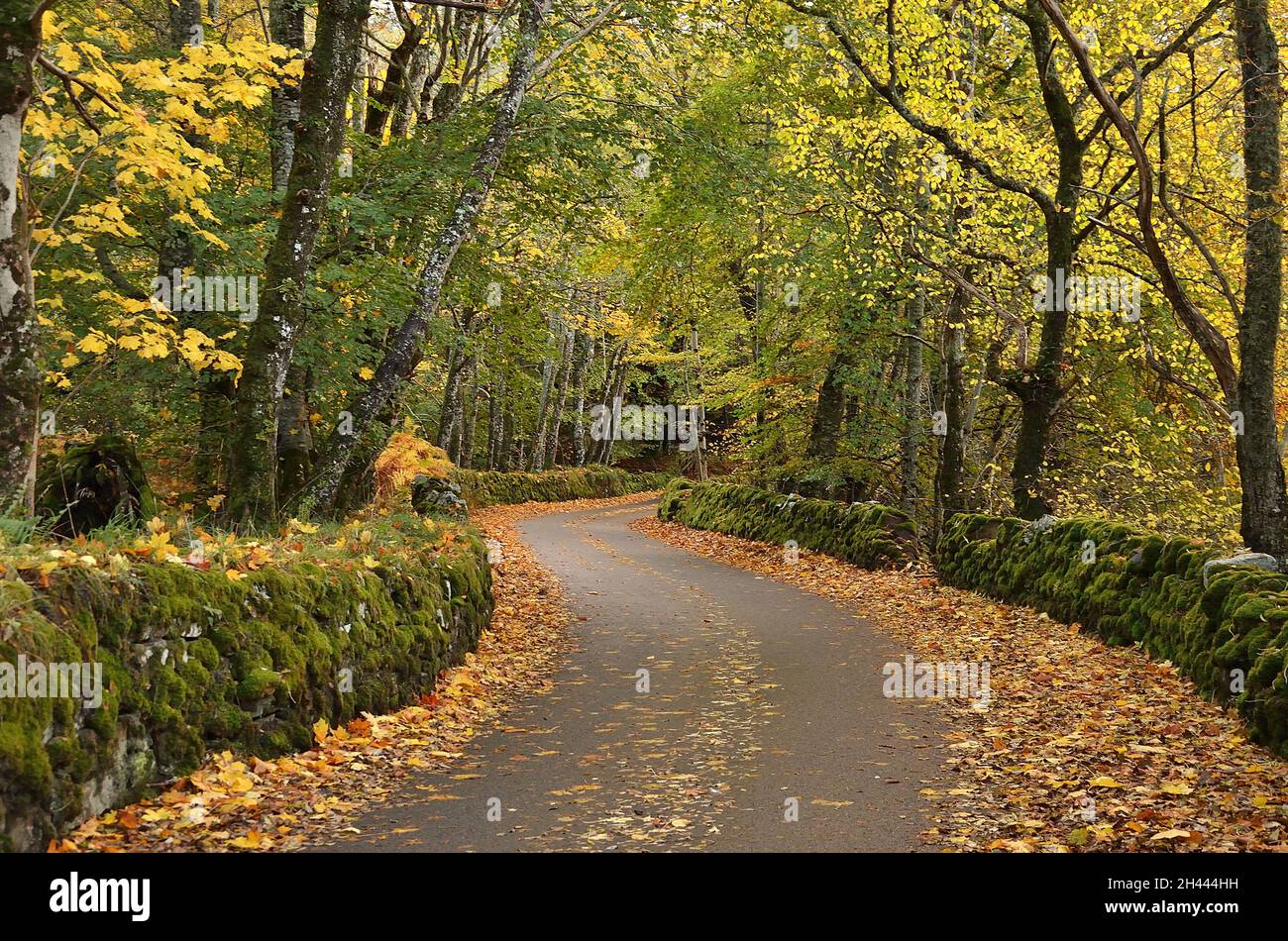 Autumn road with trees hi-res stock photography and images - Alamy