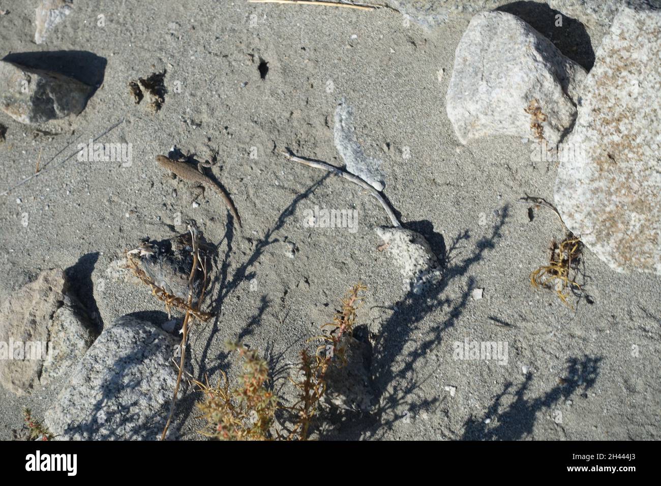 The rugged Washington coast provides miles of quiet beaches and sandy ...