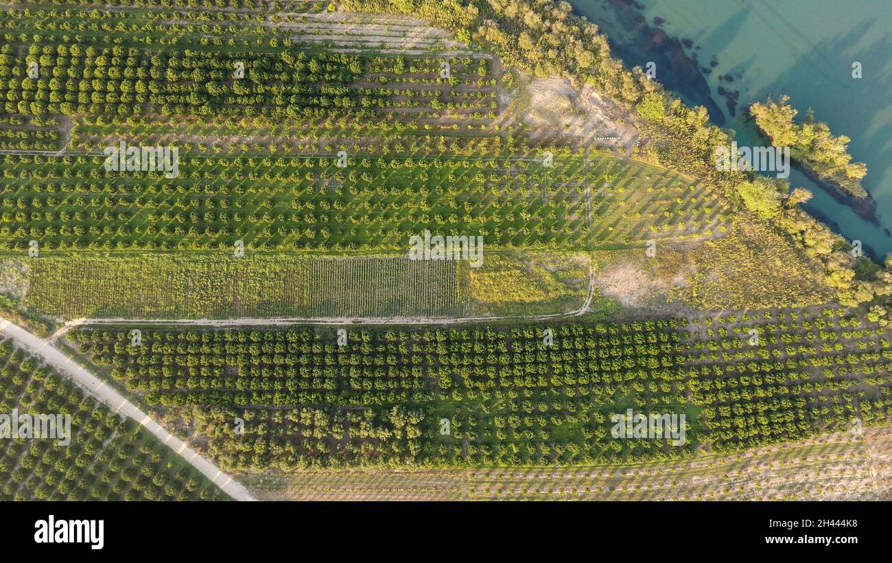 Aerial view of trees and agricultural farm crops in Greece Stock Photo ...