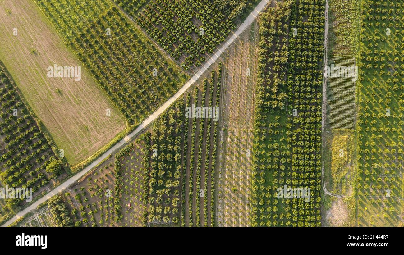 Aerial view of trees and agricultural farm crops in Greece Stock Photo ...