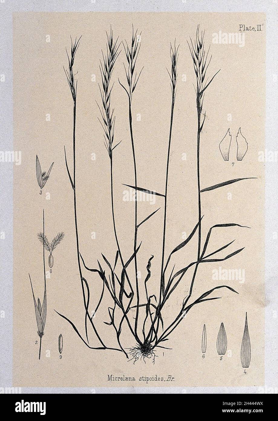 Meadow rice grass (Microlæna stipoides, Br.): plant with floral ...