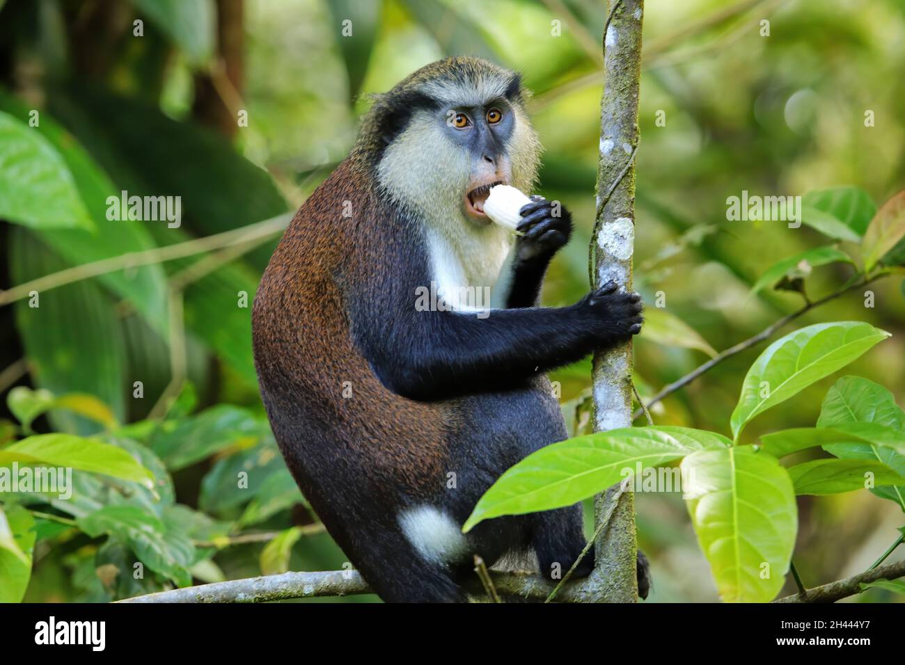 Mona monkey (Cercopithecus mona) eating in a tree, Grand Etang National ...