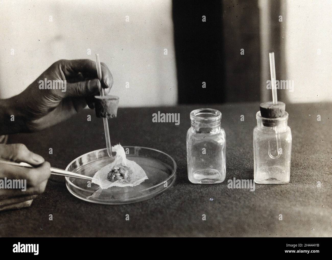 The Pasteur Institute, Kasauli, India: one stage in the preparation of ...