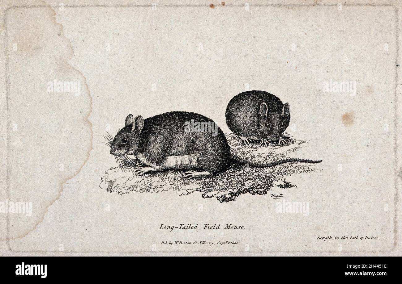 Two long-tailed field mice. Etching by W. S. Howitt Stock Photo - Alamy