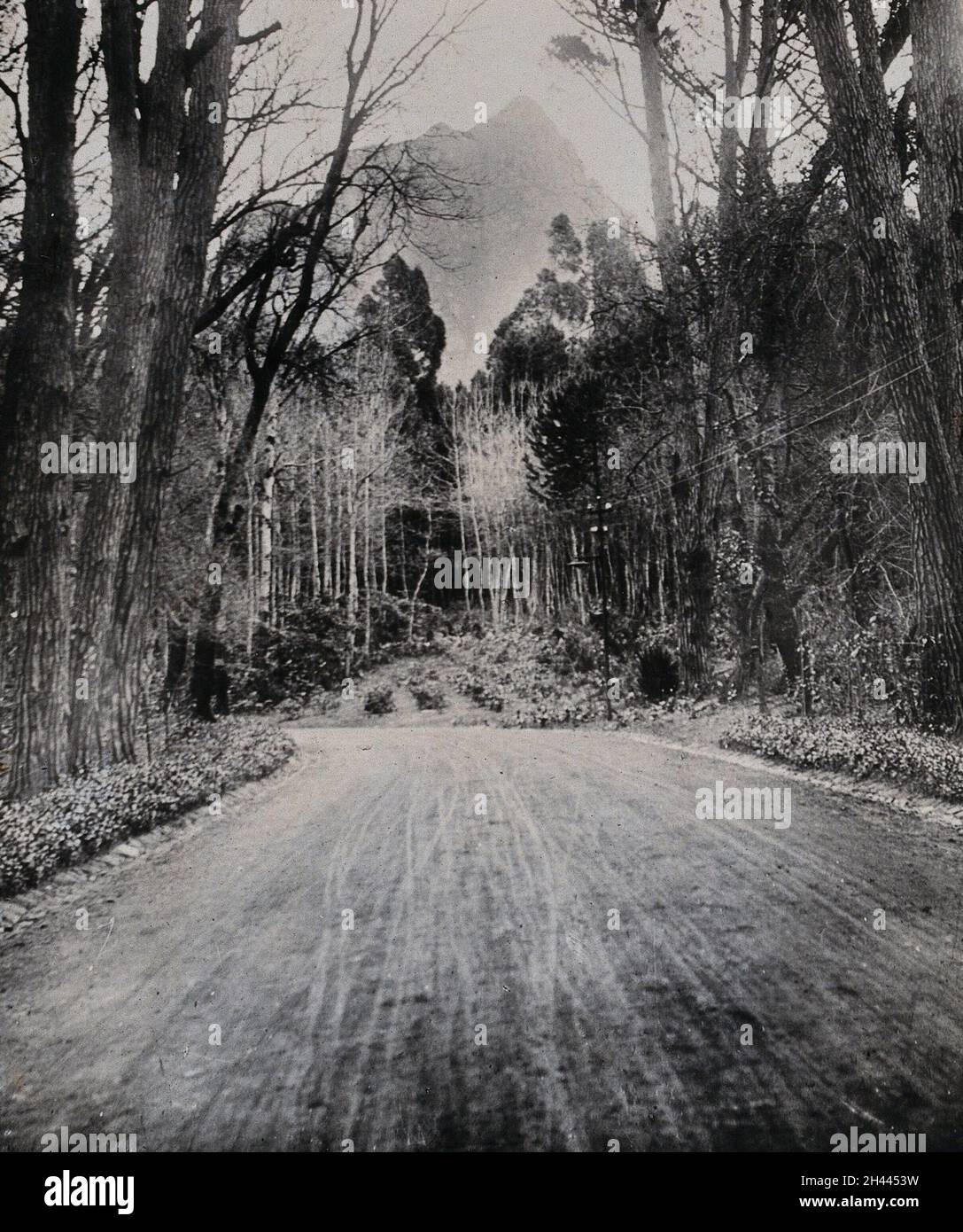 Cape Town, South Africa: a tree-lined road and mountains. Photograph by ...