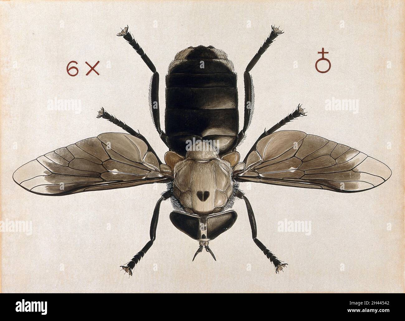 A cleg or horse fly (Tabanus biguttatus). Coloured drawing by A.J.E ...