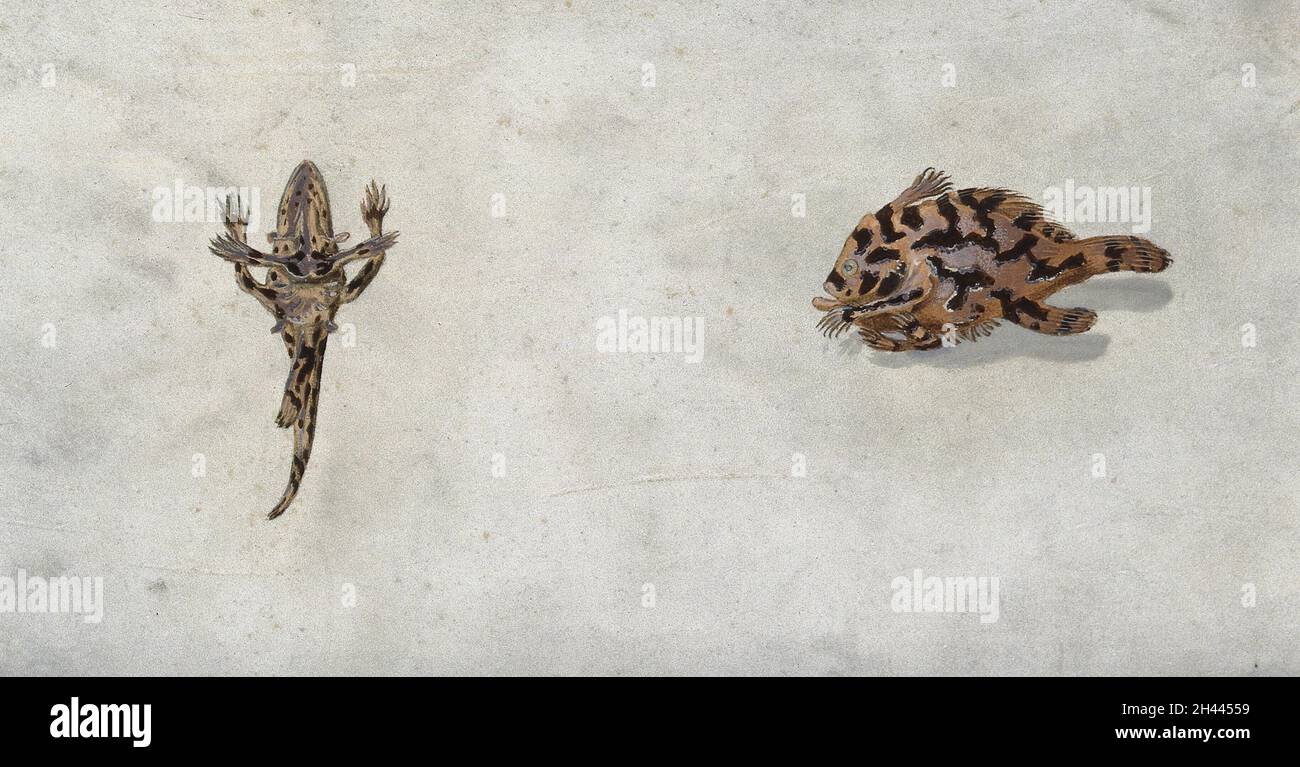 Mottled fish hi-res stock photography and images - Alamy