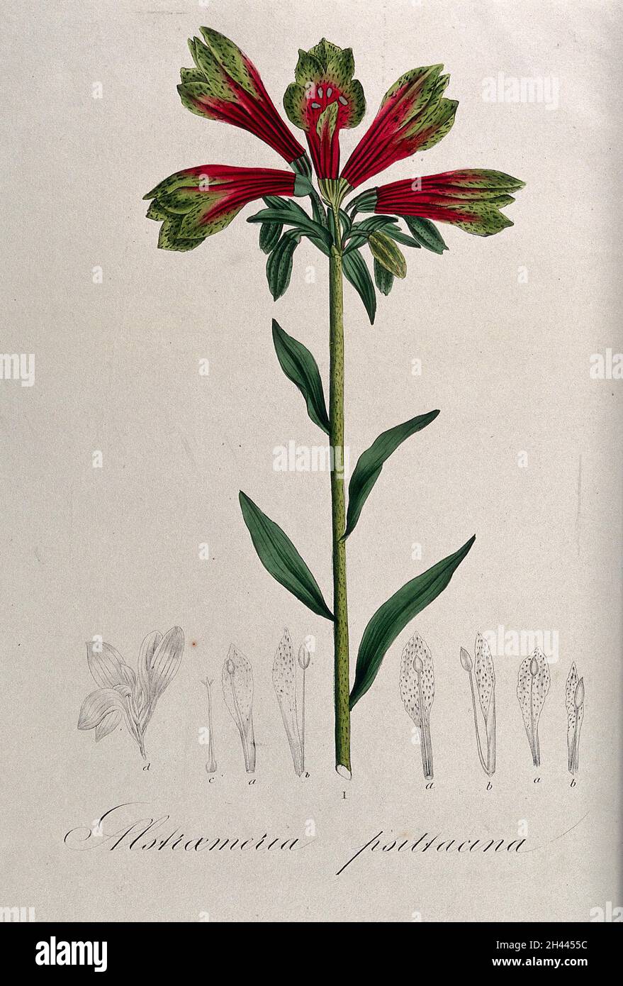 An Alstroemeria plant: flowering stem and floral segments. Coloured ...