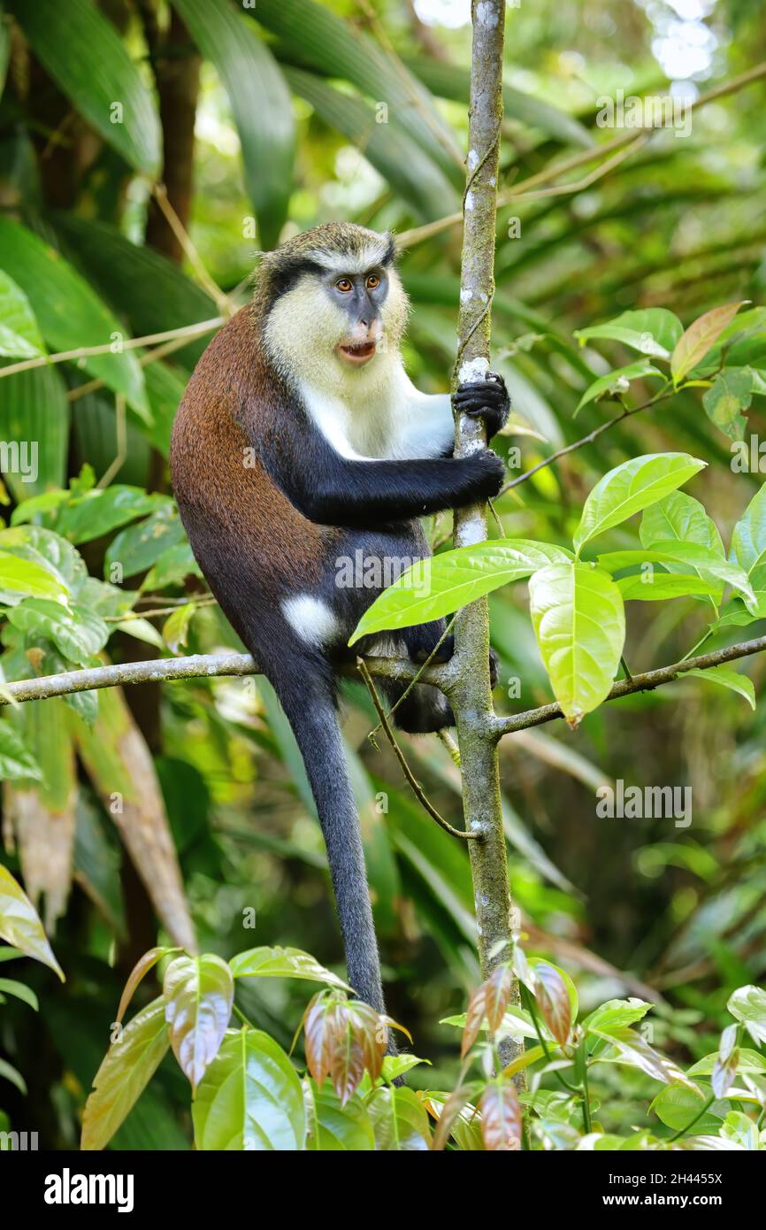 Mona monkey (Cercopithecus mona) sitting on a tree, Grand Etang ...