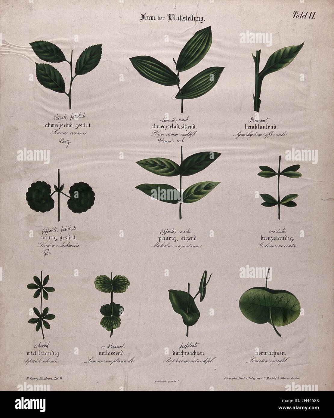 Ten plant leaves, all with different arrangements. Chromolithograph, c ...