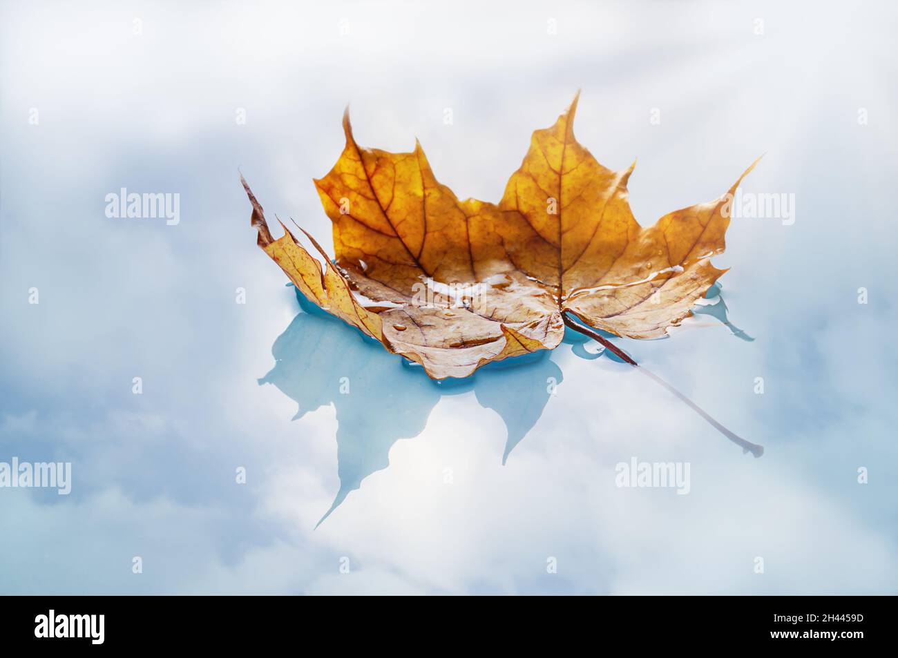 Autumn yellow leaf floating on the mirror surface of the water with ...
