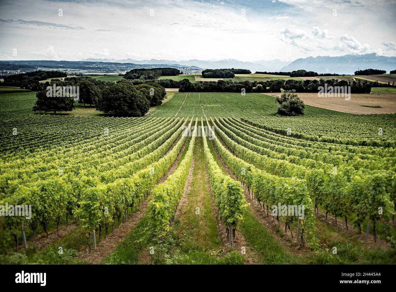Rural vineyard hi-res stock photography and images - Alamy