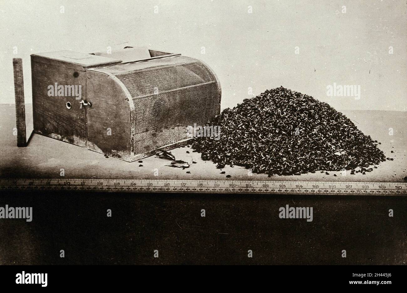 Japanese wooden mechanical fly-trap, with emptied contents. Photograph ...